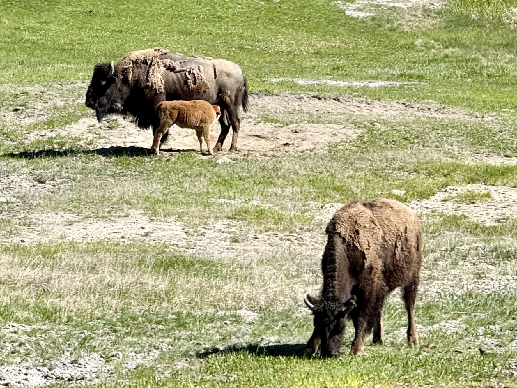 The Grand Canyon of the Yellowstone. – TaterTotTales